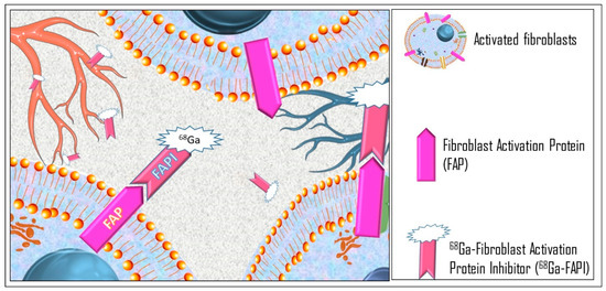 PET/CT Imaging of Infectious Diseases: Overview of Novel ...