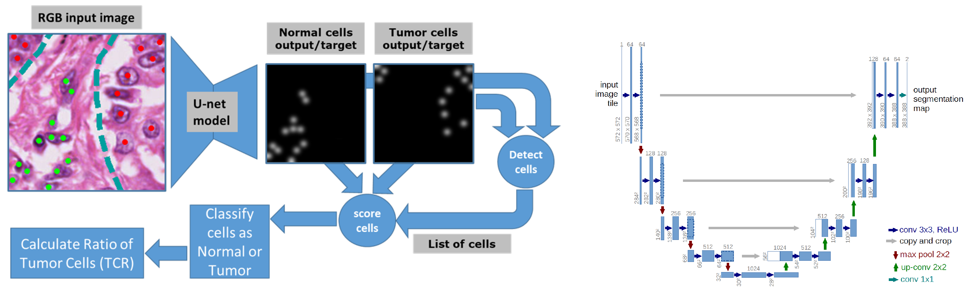 Diagnostics | Free Full-Text | Evaluating Cellularity Estimation Methods: Comparing AI Counting ...