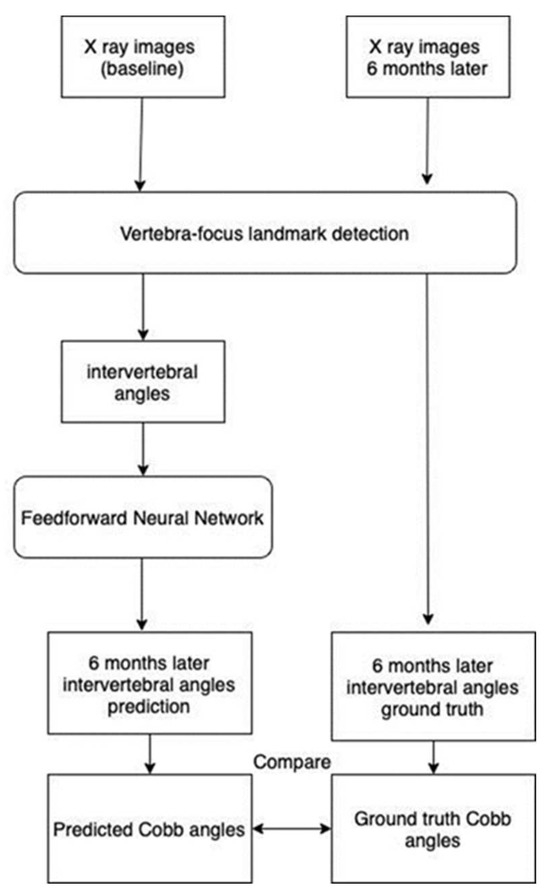Deep Learning-Based Prediction Model for the Cobb Angle in Adolescent Idiopathic Scoliosis Patients