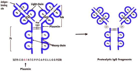 Circulating IgG Fragments for Gastric Cancer and Esophageal Cancer