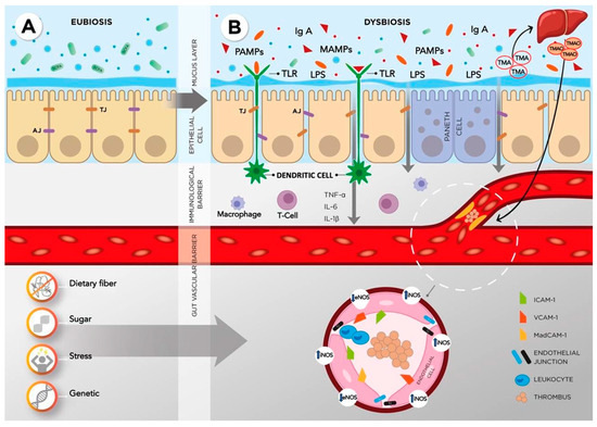 Cardiovascular Risk in Patients with Inflammatory Bowel Diseases—The ...