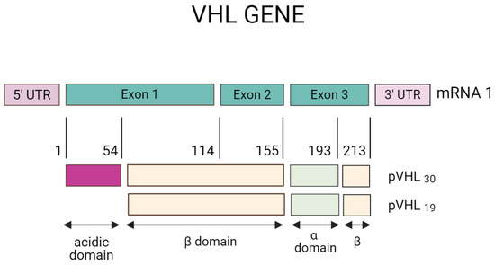 Genetics, Pathophysiology, and Current Challenges in Von Hippel–Lindau ...