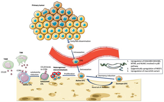 Single-Cell Analysis of Bone-Marrow-Disseminated Tumour Cells