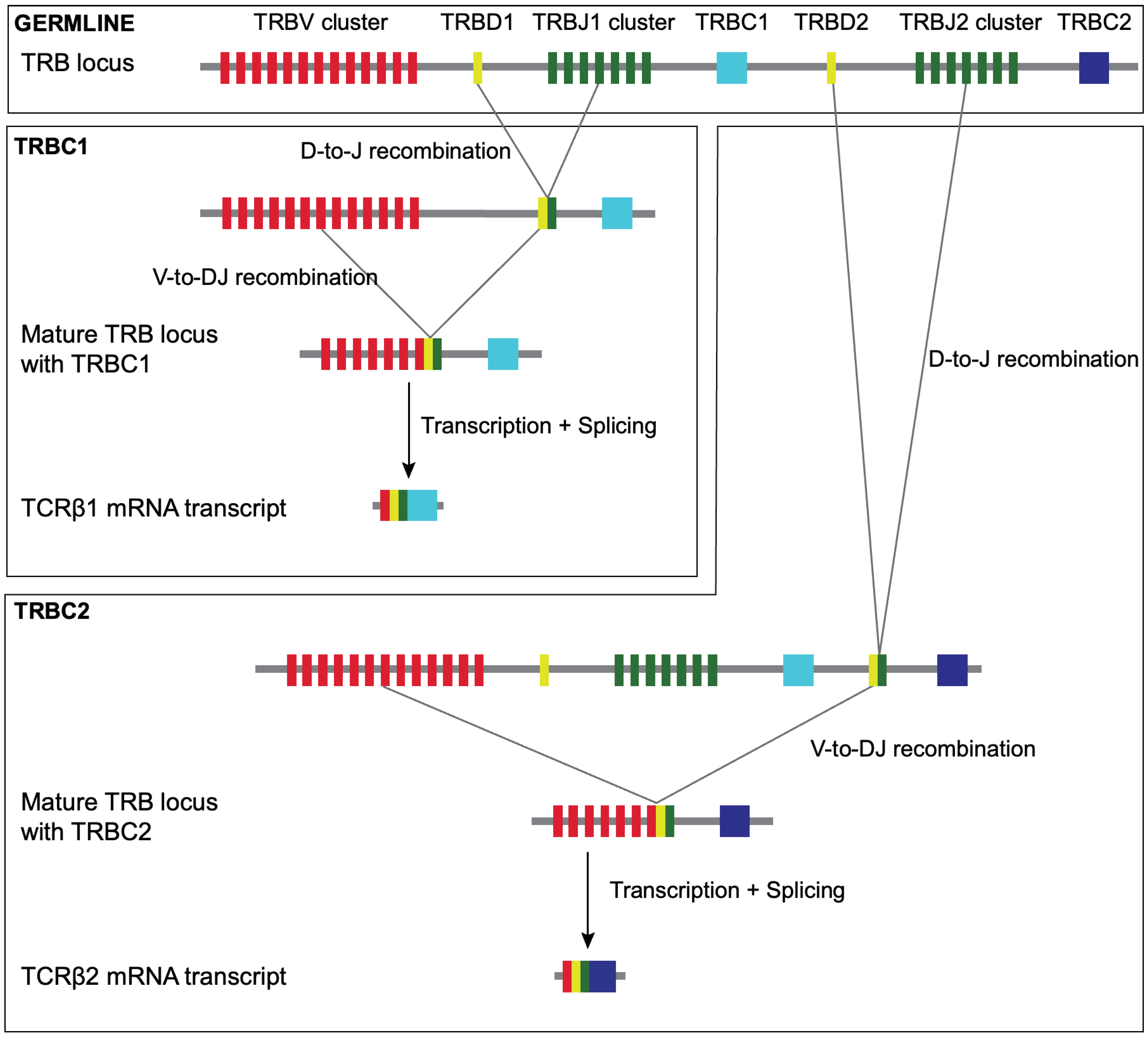 Demonstration of T-Cell Monotypia Using Anti-TCRbeta1/2 (TRBC1/2 ...