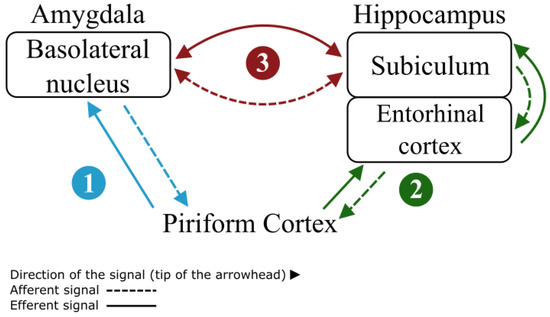 The Little-Known Ribbon-Shaped Piriform Cortex: A Key Node in Temporal ...