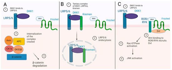 DKK1 and Its Receptors in Esophageal Adenocarcinoma: A Promising ...