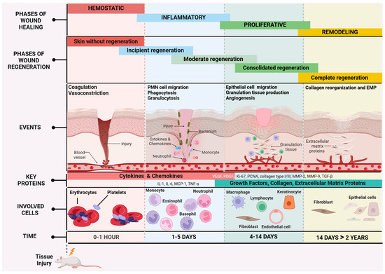 HEALS-A and GRADES: Novel Histological and Clinical Scales for ...