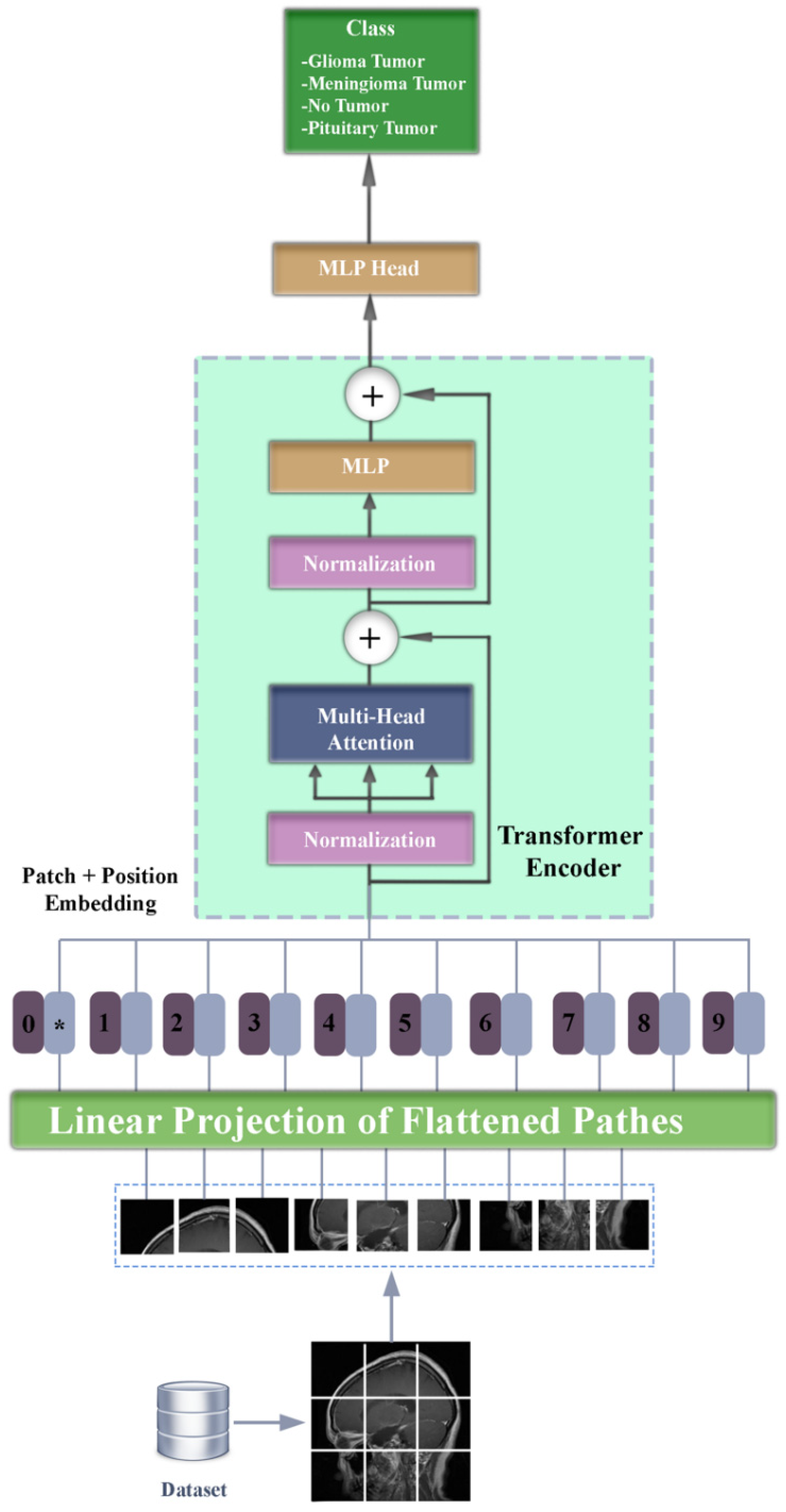 A Distillation Approach to Transformer-Based Medical Image ...