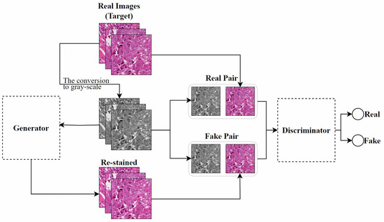 Stain Normalization of Histopathological Images Based on Deep Learning ...