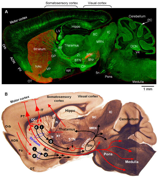 Whole-Brain Confocal Imaging Provides an Accurate Global View of the ...