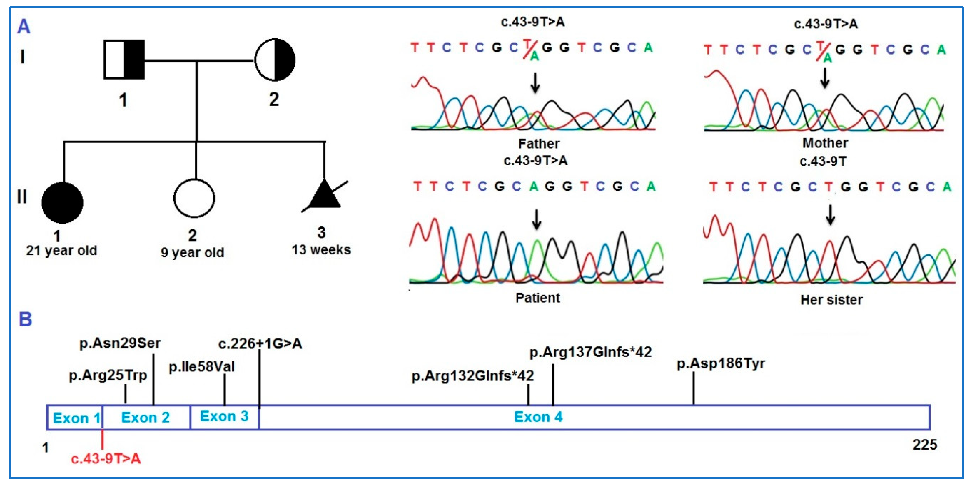 Novel Splice Variant in the HES7 Gene in Vietnamese Patient with ...