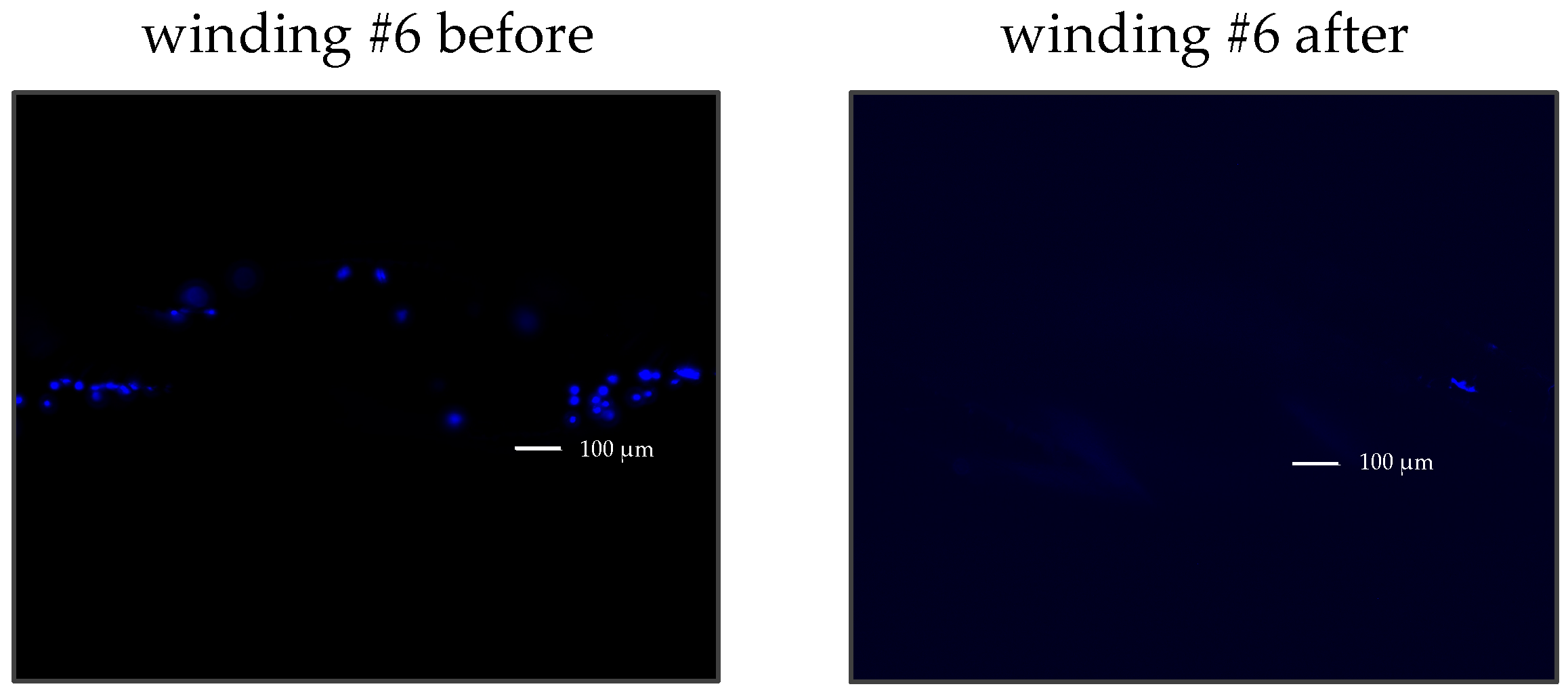 A Novel CTC-Binding Probe: Enzymatic vs. Shear Stress-Based Detachment ...