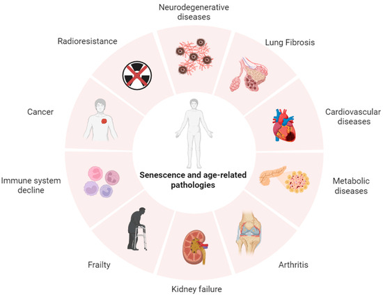 Emerging Radioligands as Tools to Track Multi-Organ Senescence