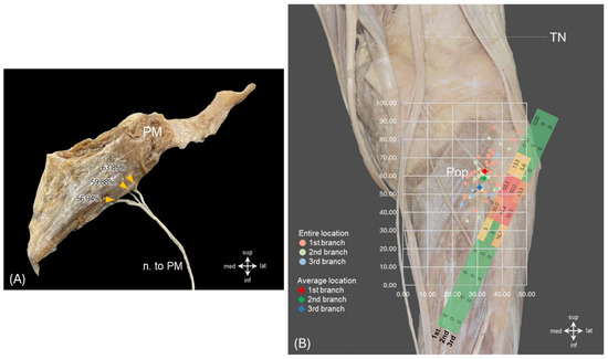 Layer-Specific Architecture and Nerve Innervation of the Popliteus ...