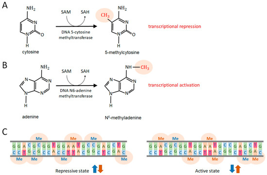 Nutrition and DNA Methylation: How Dietary Methyl Donors Affect ...