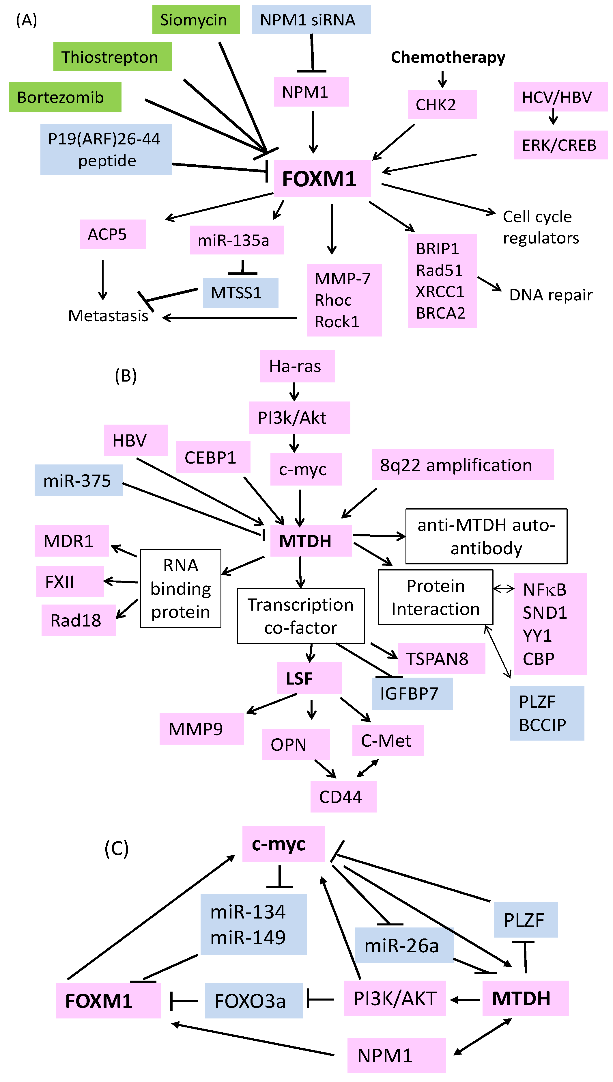 Diseases | Free Full-Text | Role of MTDH, FOXM1 and microRNAs in Drug ...