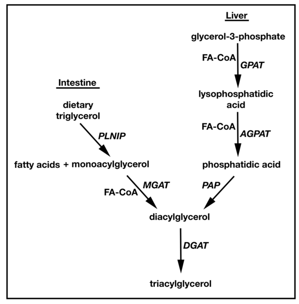 MOGAT2: A New Therapeutic Target for Metabolic Syndrome