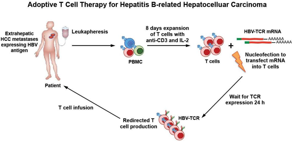 Diseases Free Full Text Targeted Therapy Of Hepatitis B Virus