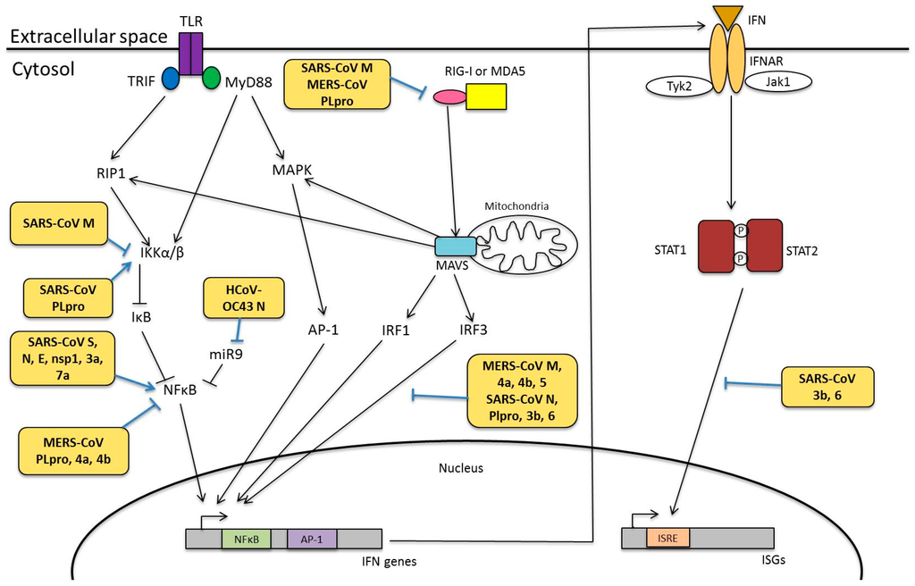Human Coronaviruses: A Review of Virus–Host Interactions