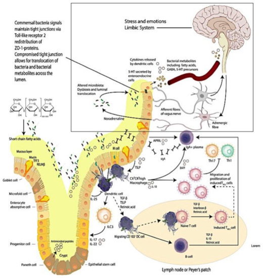 The Brain–Intestinal Mucosa–Appendix– Microbiome–Brain Loop