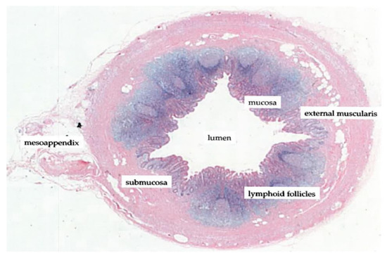 The Brain–Intestinal Mucosa–Appendix– Microbiome–Brain Loop