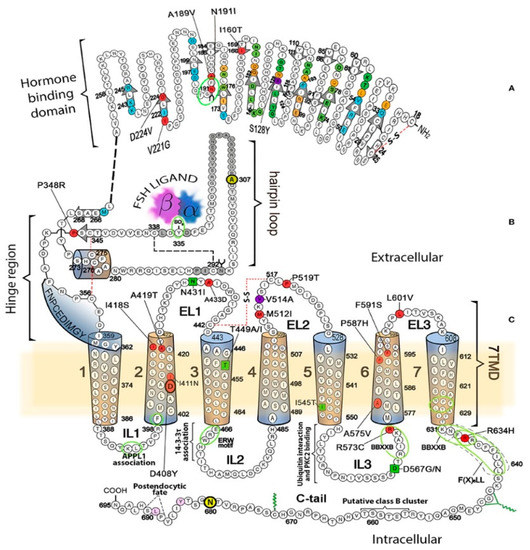 Glycoprotein G-protein Coupled Receptors in Disease: Luteinizing ...