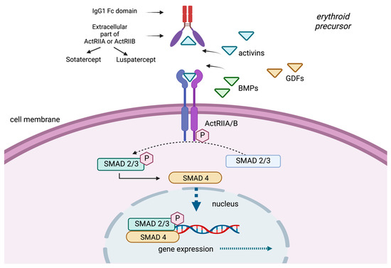 Luspatercept: A New Tool for the Treatment of Anemia Related to β ...