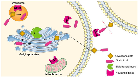 Sialyltransferases and Neuraminidases: Potential Targets for Cancer Treatment