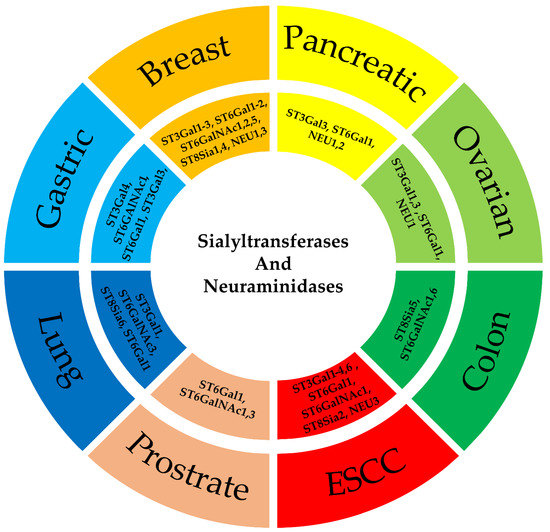 Sialyltransferases and Neuraminidases: Potential Targets for Cancer Treatment