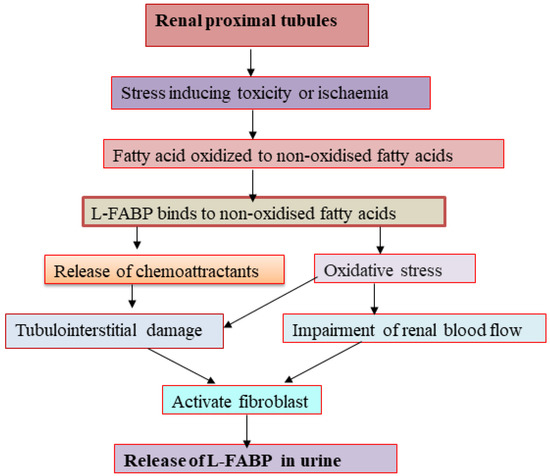 Proficient Novel Biomarkers Guide Early Detection of Acute Kidney Injury: A Review