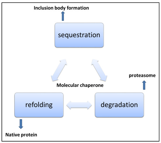 Protein Misfolding and Aggregation in Proteinopathies: Causes, Mechanism and Cellular Response