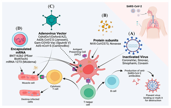 Development of SARS-CoV-2 Vaccine: Challenges and Prospects