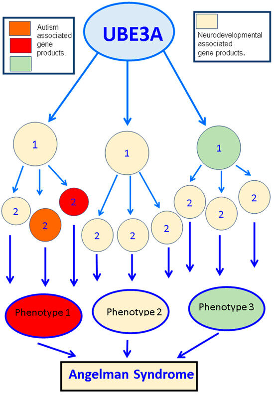 Diseases | Free Full-Text | UBE3A: The Role in Autism Spectrum ...