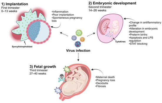 Diseases | Free Full-Text | Collateral Damage in the Placenta during ...