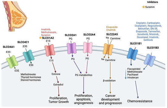 Targeting Solute Carrier Transporters (SLCs) as a Therapeutic Target in ...