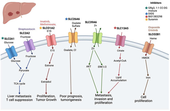 Targeting Solute Carrier Transporters (SLCs) as a Therapeutic Target in ...