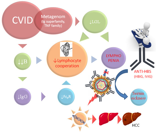 Role of B Cells beyond Antibodies in HBV-Induced Oncogenesis: Fulminant ...