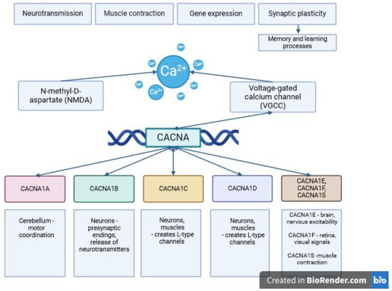 Diseases | Free Full-Text | A Review of the CACNA Gene Family: Its Role in Neurological Disorders