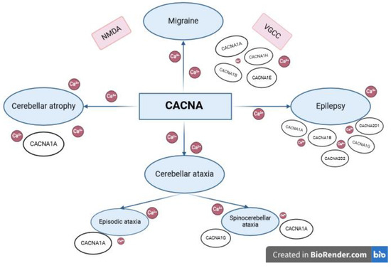 Diseases | Free Full-Text | A Review of the CACNA Gene Family: Its Role in Neurological Disorders