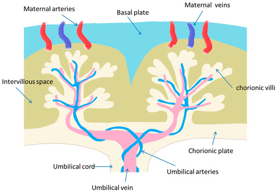 Fetus Exposure to Drugs and Chemicals: A Holistic Overview on the ...