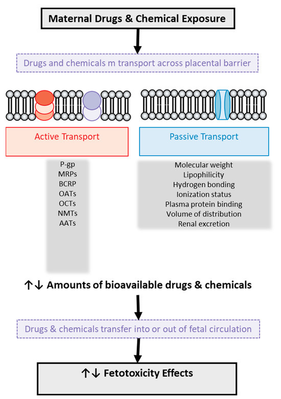 Fetus Exposure to Drugs and Chemicals: A Holistic Overview on the ...