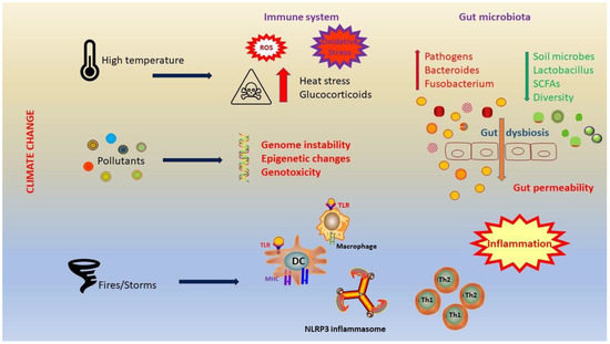 The Impact of Climate Change on Immunity and Gut Microbiota in the ...