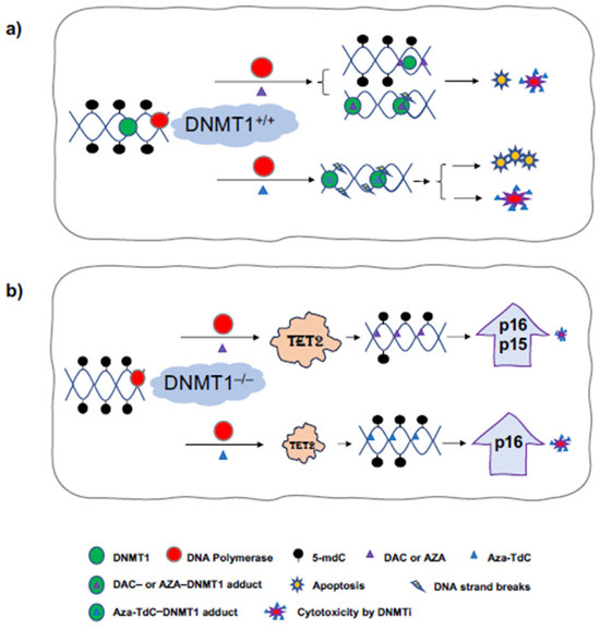 Upregulation of TET2 and Resistance to DNA Methyltransferase (DNMT ...