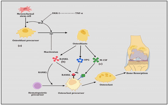 Molecular Signaling Pathways and MicroRNAs in Bone Remodeling: A ...