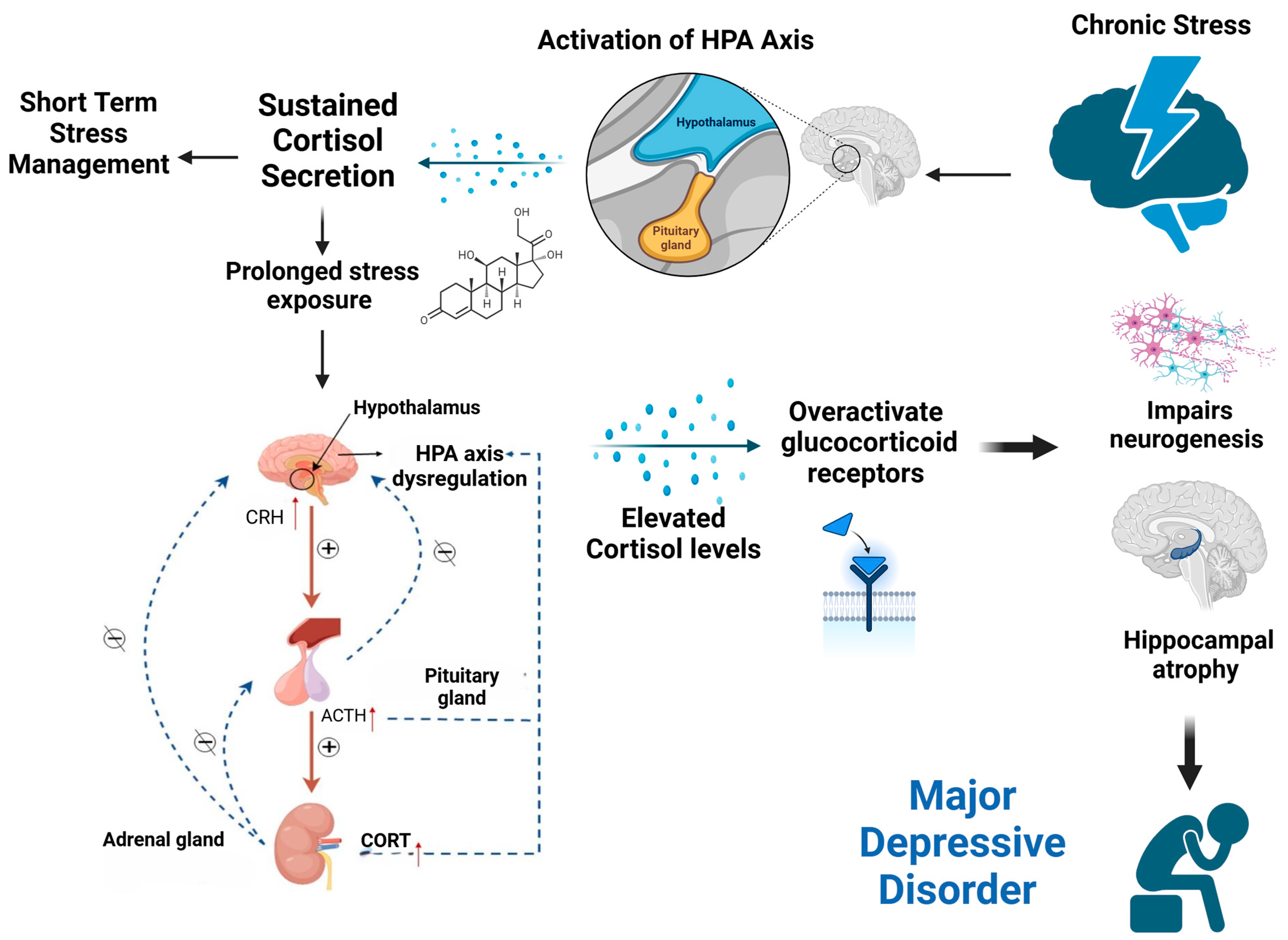 Corticosteroid-Induced Psychiatric Disorders: Mechanisms, Outcomes, and ...