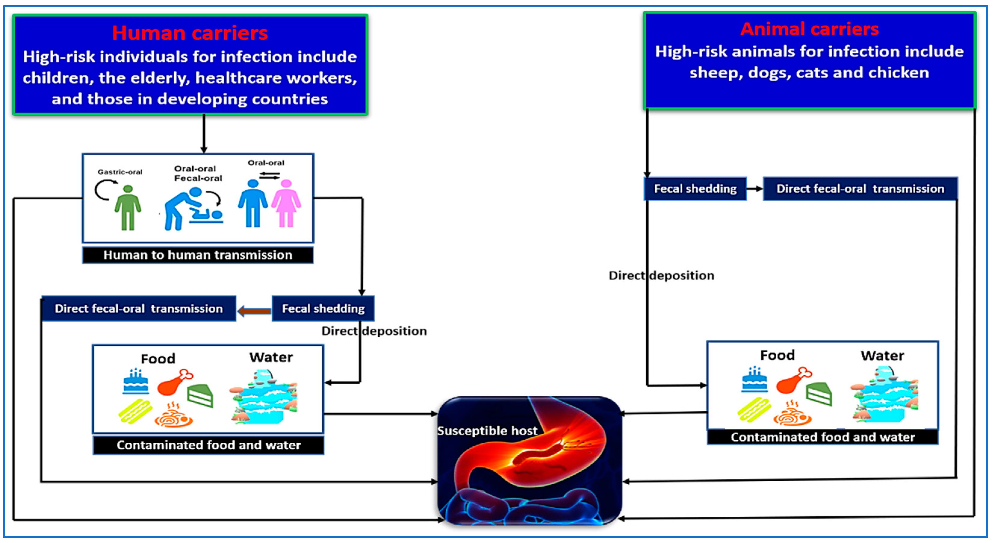 Helicobacter pylori: Routes of Infection, Antimicrobial Resistance, and ...