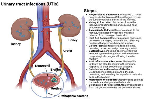 Lab Exercise 28 Anatomy Of The Urinary System