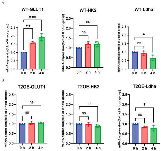 TREM2 Alleviates Neuroinflammation by Maintaining Cellular Metabolic ...