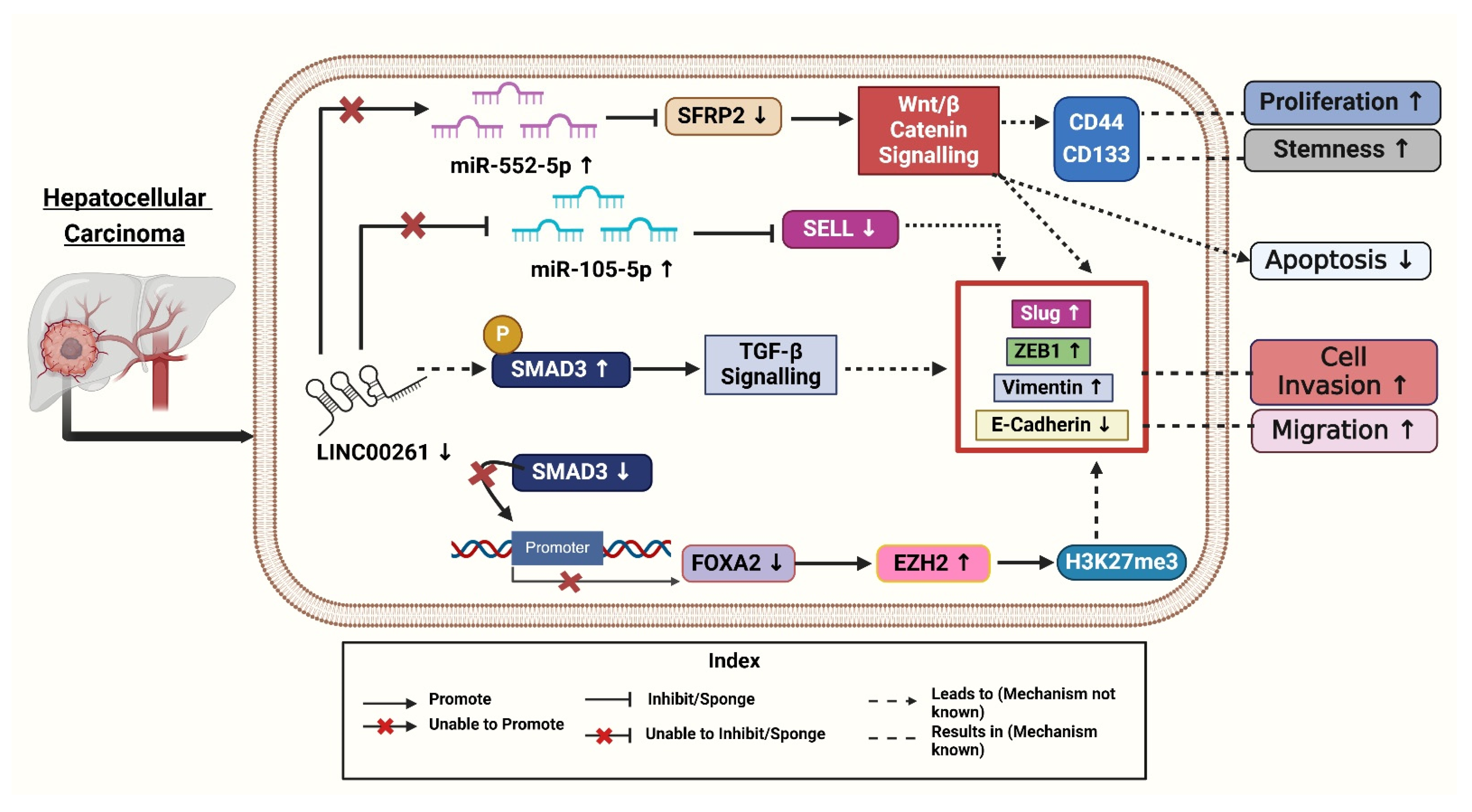 Clinical Significance of LINC00261 in the Pathogenesis of Pancreatic, Colorectal, Hepatocellular ...