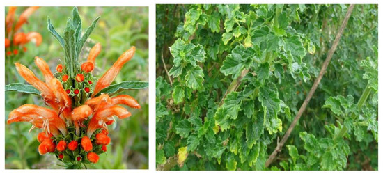 Labdane Diterpenoids from Leonotis ocymifolia with Selective Cytotoxic ...